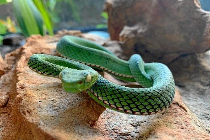 Naja e víbora-verde-voguel estão prontas para viagem ao Butantan