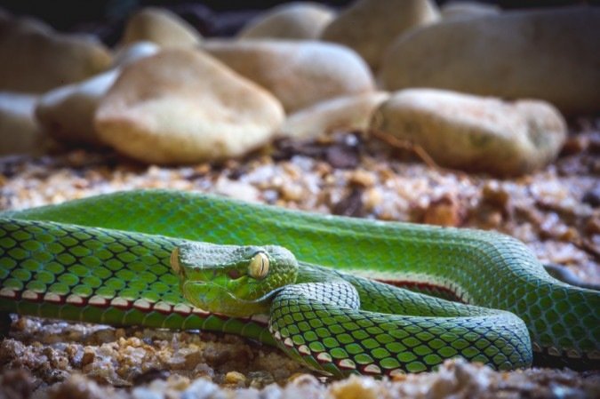 Víbora-verde-de-voguel é fotografada para catálogo do Zoológico