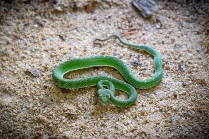 Víbora-verde-de-voguel é fotografada para catálogo do Zoológico