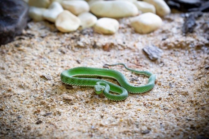 Víbora-verde-de-voguel é fotografada para catálogo do Zoológico