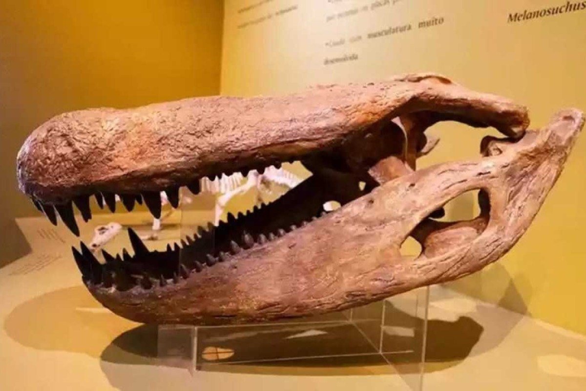 Purussaurus Skull