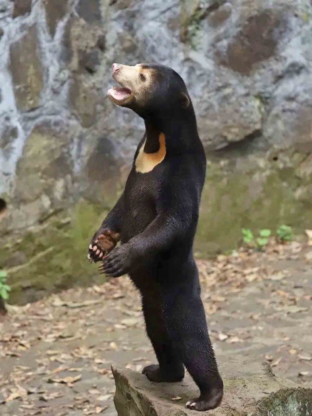 Zoológico da China garante: Urso em pé não é homem fantasiado