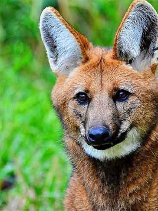 Lobo Guara Ou Vermelho Lobo Guará Ameaçado De Extinção