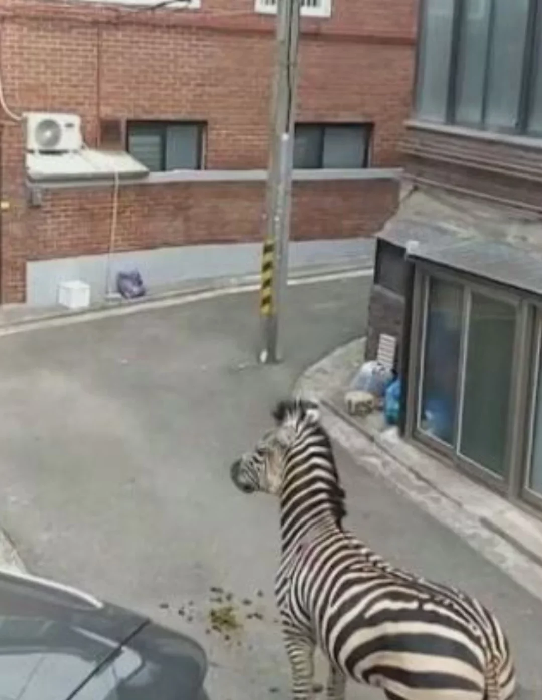 Zebra escapa do zoo, invade as ruas e leva 3 horas para ser capturada