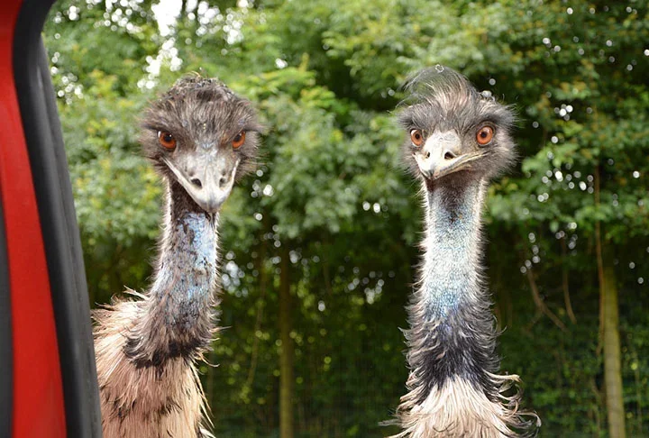 Acredite: Austrália declarou guerra aos emus. E perdeu!