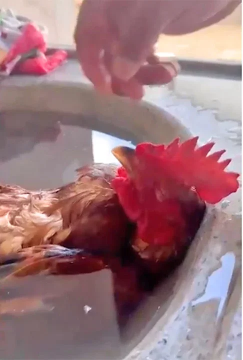 Galo viraliza por se refrescar em pia para fugir de calor