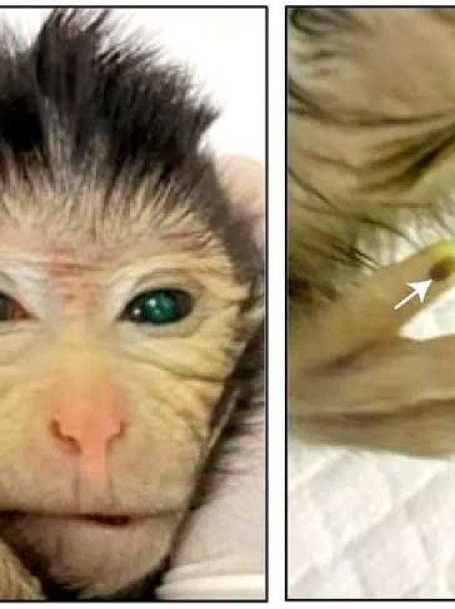 Macaco “quimera”: Cientistas da China criam animal fluorescente