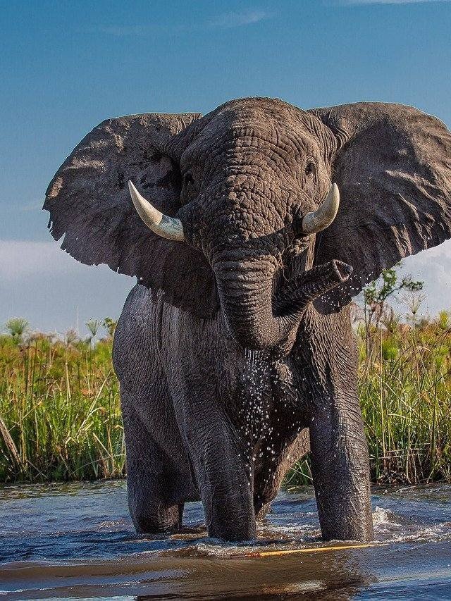 Curiosidades sobre o elefante: selvagem amado pelas crianças