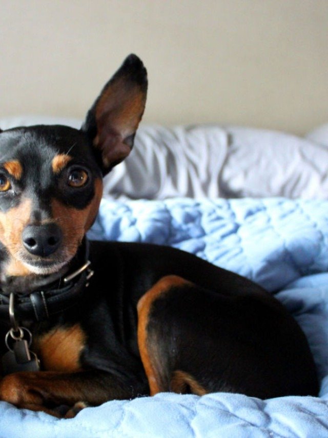 10 motivos para ter um pinscher em casa