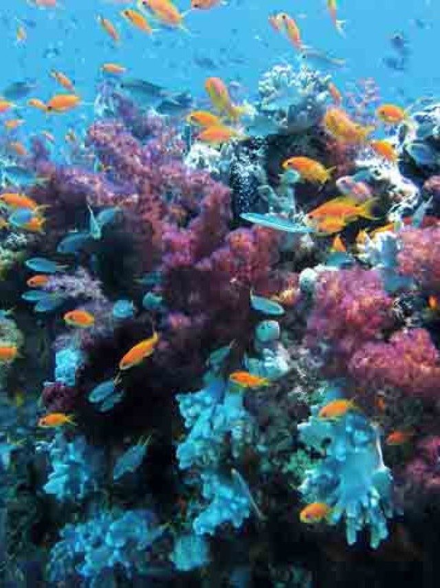 Sistema de coral brasileiro é um dos maiores do mundo; conheça!