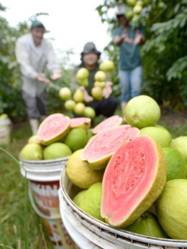 A substância da goiaba que ajuda a combater o câncer