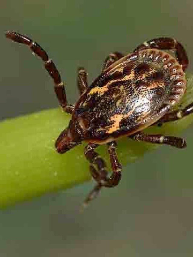 Brasil tem cerca de 230 tipos de carrapatos; conheça os principais