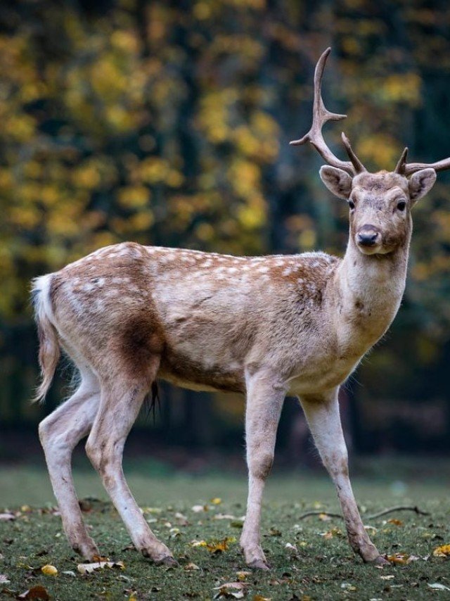 Doença do 'cervo zumbi' preocupa na América do Norte