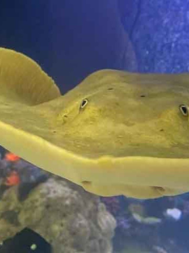 Arraia engravida sem contato com macho da espécie