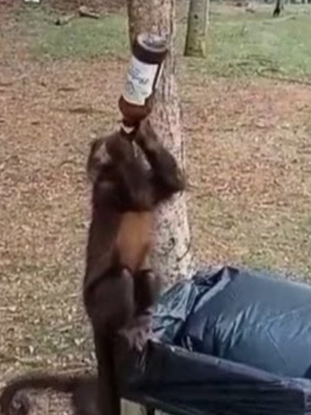 Macaco é flagrado tomando cerveja no gargalo: Veja animais que se embriagam