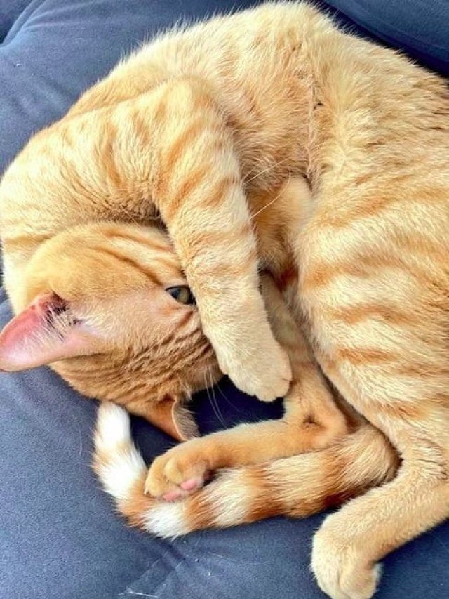 Gato fica violento, ataca família e repercute na web; entenda o caso