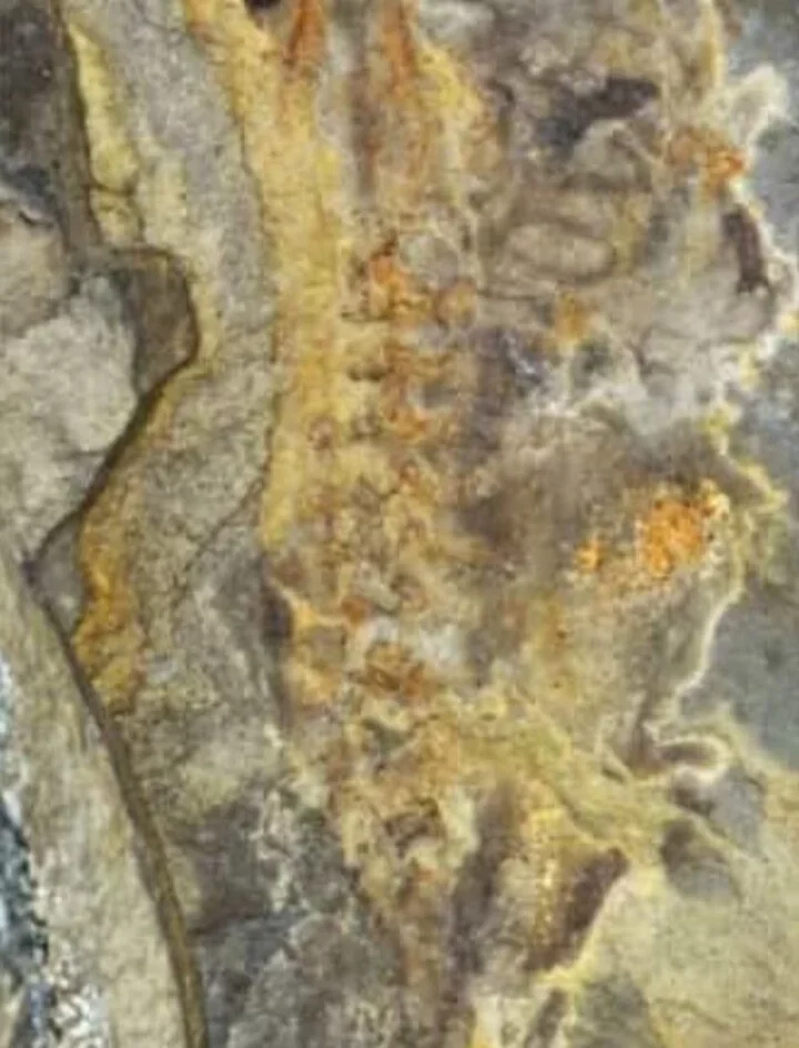 Fóssil de girino gigante é encontrado por cientistas na Argentina