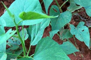 Folha de batata-doce é comestível?