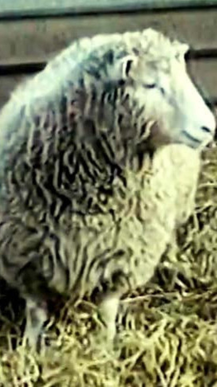 Primeiro Boneco Animal Clonado