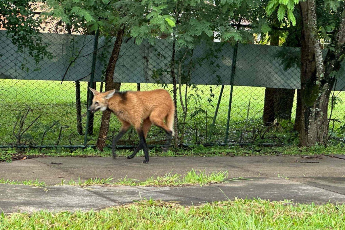 O lobo-guará não é lobo? Descubra os mistérios por trás da espécie