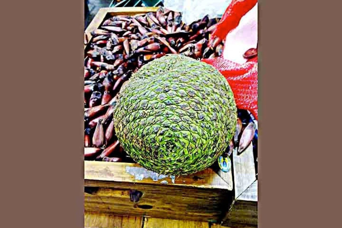 Saiba como consumir o pinhão, a poderosa semente da Araucária