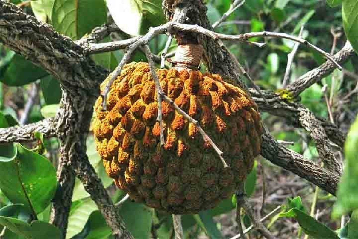 Símbolo do Cerrado e sabor único: conheça os benefícios do marolo