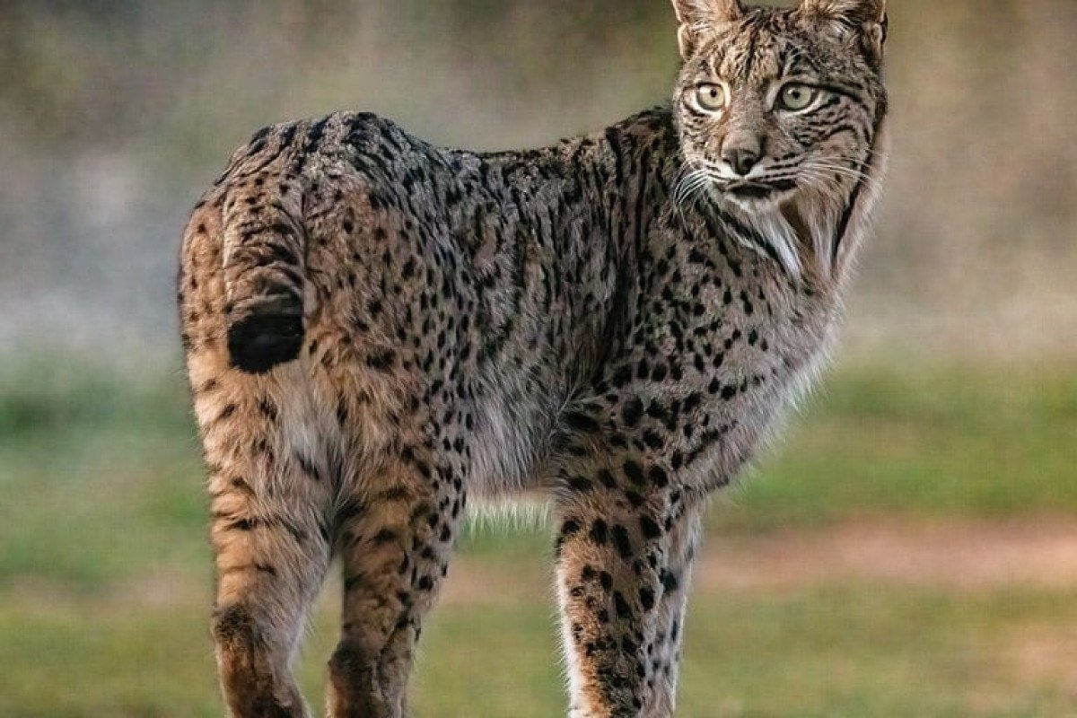Lince raro é salvo e sai da lista de animais em alto risco de extinção