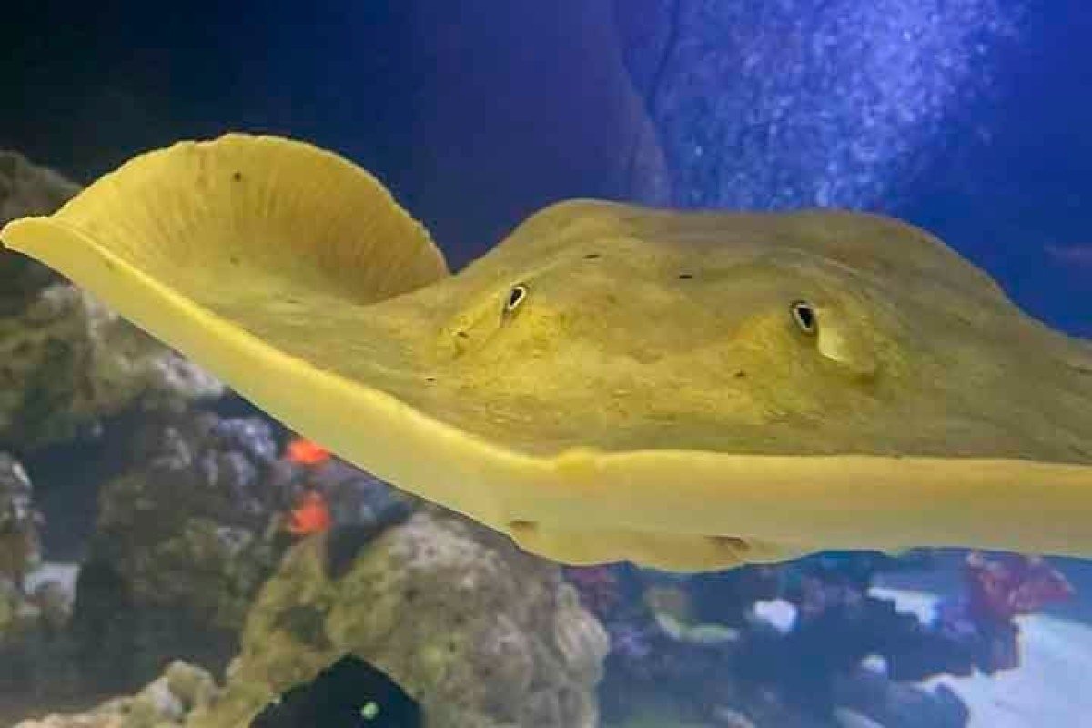 Independente: Arraia 'engravida' sem ter contato com macho