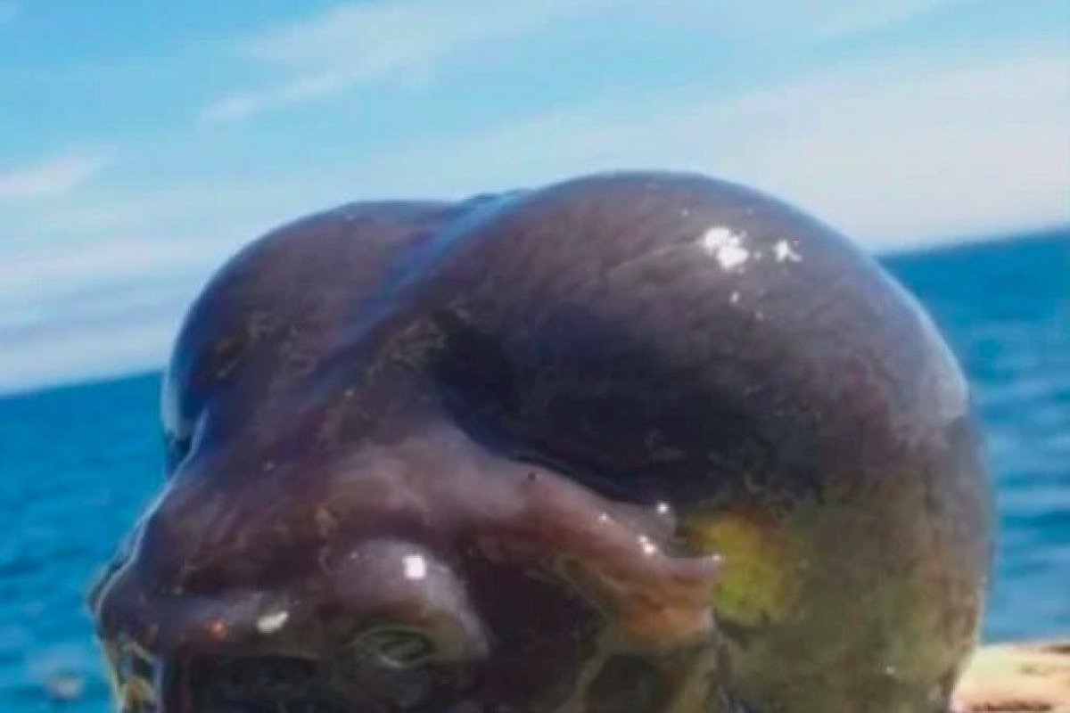 Peixe achado por pescador viraliza na web: parece 'alienígena'