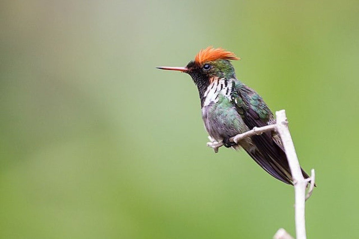'Topetinho vermelho' é beija-flor endêmico no Brasil