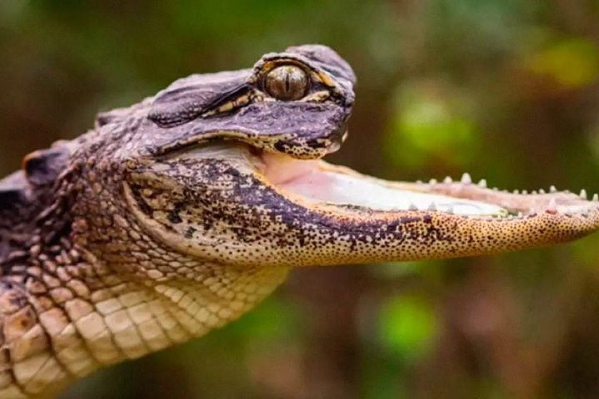 Jacaré sem maxilar viralizou nas redes sociais