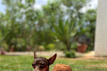 Pinscher se destaca entre as raças mais populares no Brasil