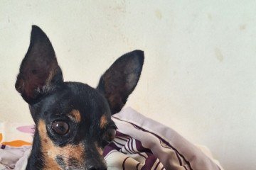 Pinscher se destaca entre as raças mais populares no Brasil