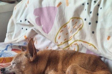 Pinscher se destaca entre as raças mais populares no Brasil