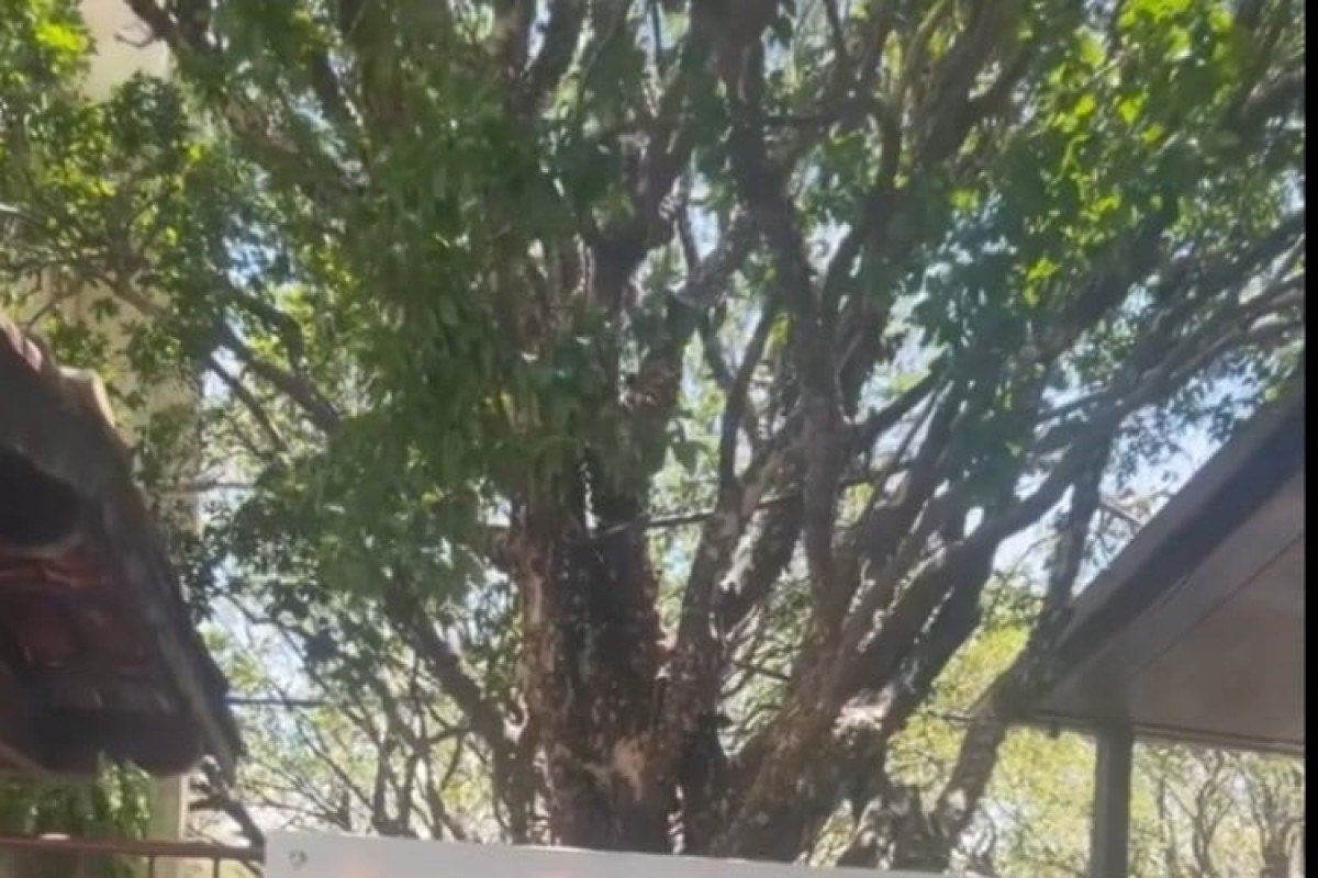 Brasil possui maior pomar de jabuticaba do planeta