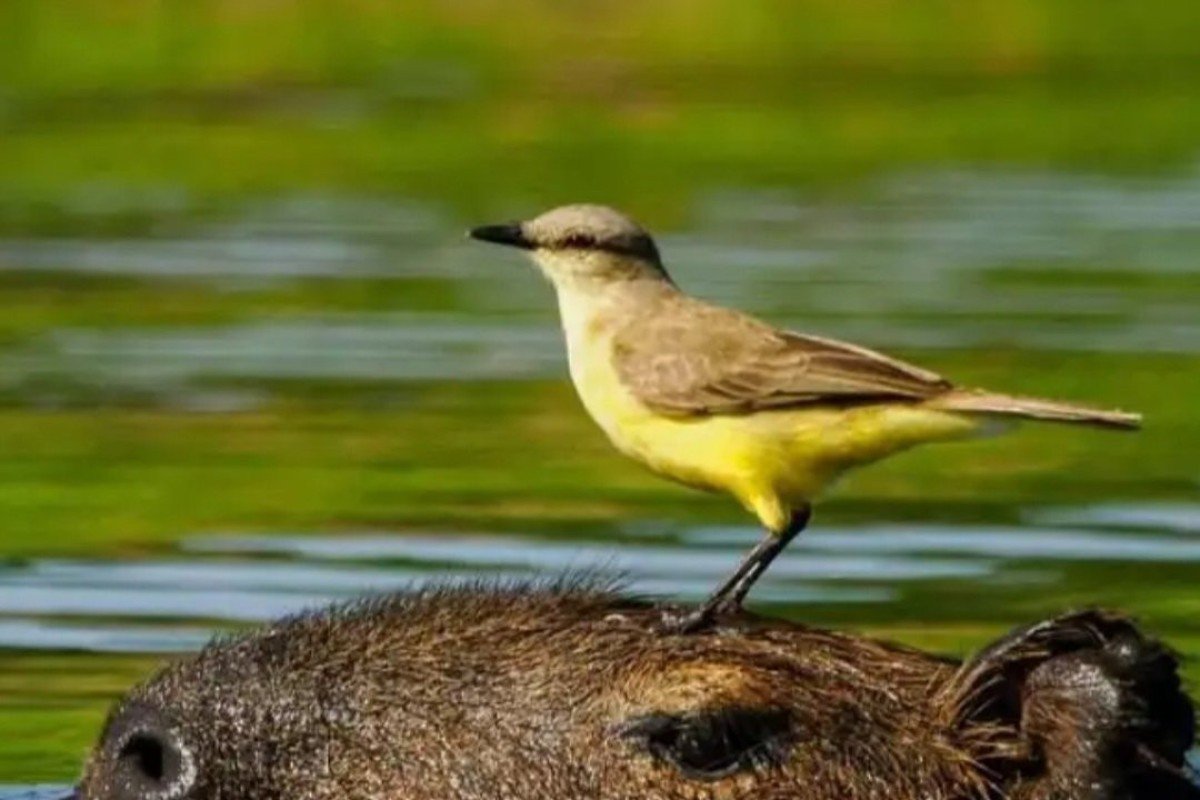 Capivara vira “parceira de caça” de aves no Pantanal
