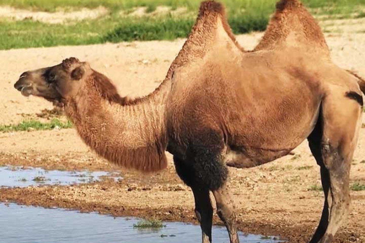 Símbolos dos desertos: Peculiaridades dos camelos que impressionam