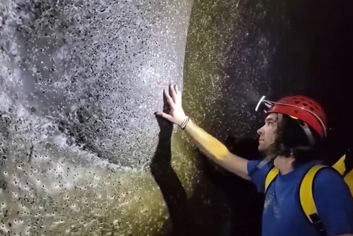 Teia gigante em caverna revela comportamento inédito de aranhas