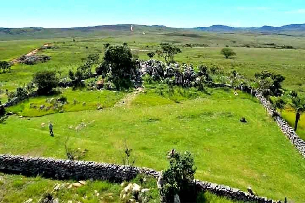 Na Serra da Canastra, ‘força-tarefa’ tenta preservar uma das aves mais ...