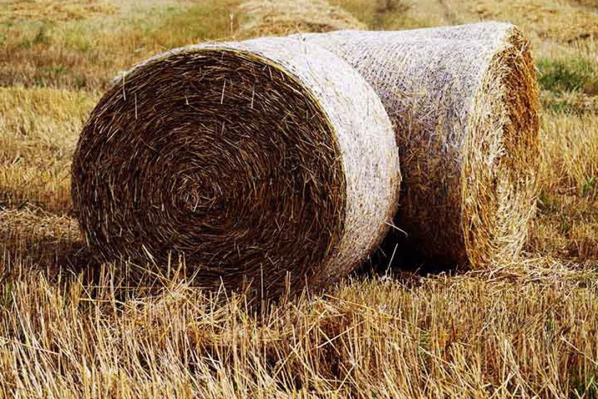 Palha: material se destaca com diversas utilidades desde a Antiguidade
