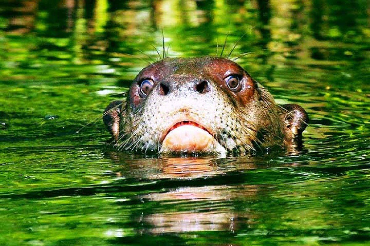 Ariranha gigante volta a aparecer nas águas do Cone Sul após décadas de ...