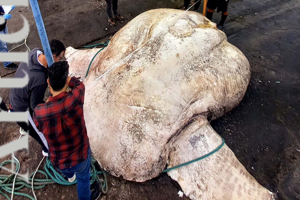 Peixe Lua Gigante Do Oceano Peixe Lua Gigante Nada Próximo Das