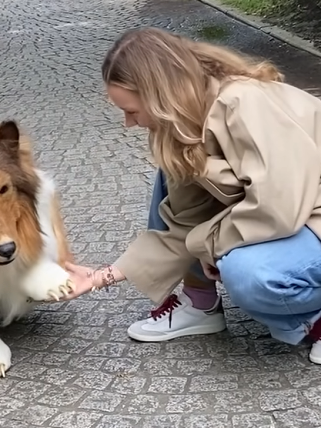 Homem-cachorro deita e rola no primeiro passeio ao ar livre