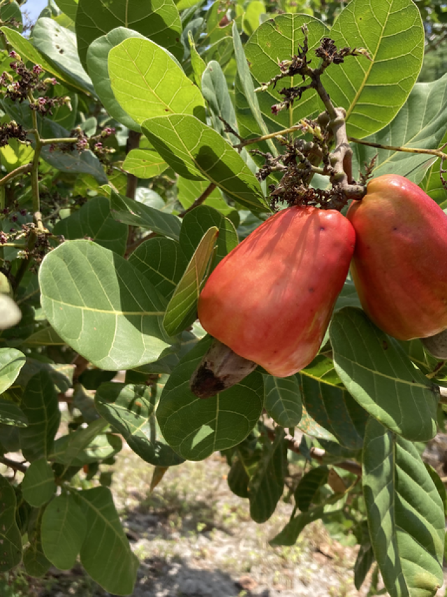 É fruta ou castanha? Benefícios do caju para a saúde e os maiores ...