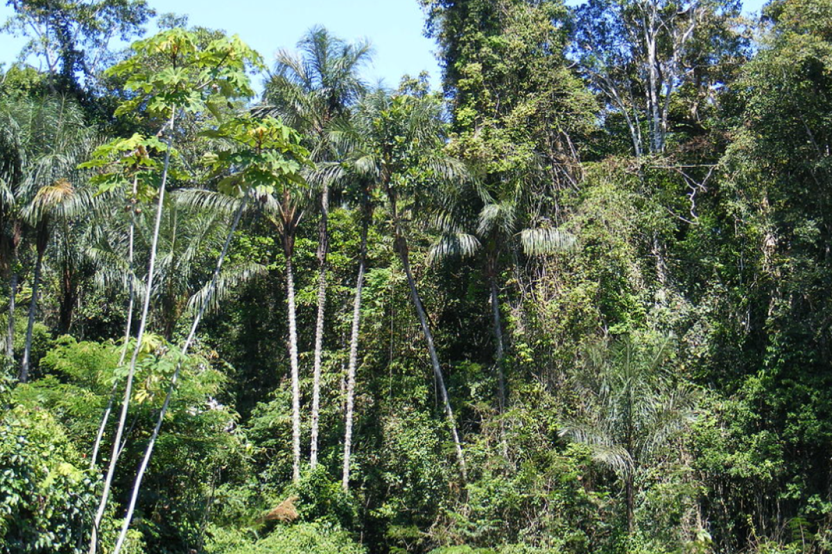 Curiosidades sobre o mundo animal