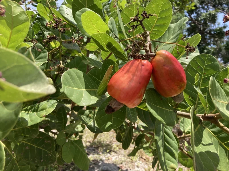 É fruta ou castanha? Saiba mais sobre o caju e sua produção no Brasil